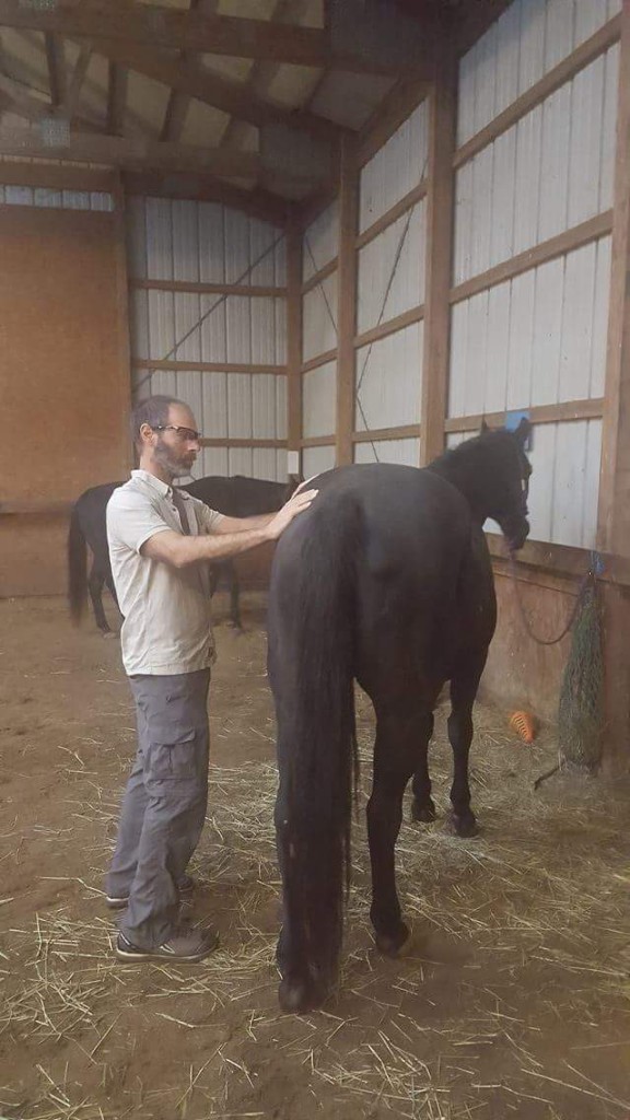 Equine Myofascial Release - WholeBodyMFR